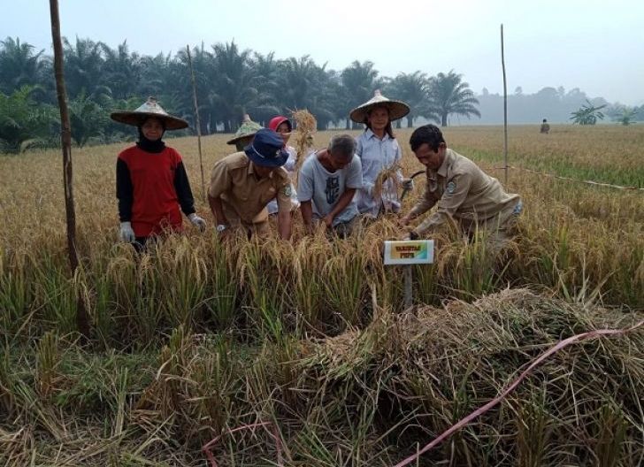 Landak Panen Padi Demplot Varietas Unggul Bersertifikat ...