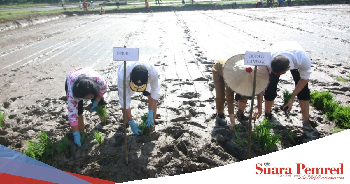 Bupati Landak Ajak Warga Tanam Padi — Suarapemredkalbar.com