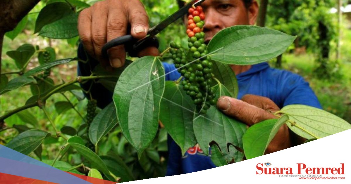 Dorong Perluasan Tanaman Lada, Petani Dapat Bantuan Bibit ...