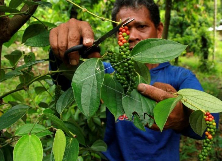 Dorong Perluasan Tanaman Lada, Petani Dapat Bantuan Bibit ...