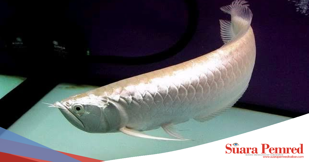 Ikan Arwana Silver