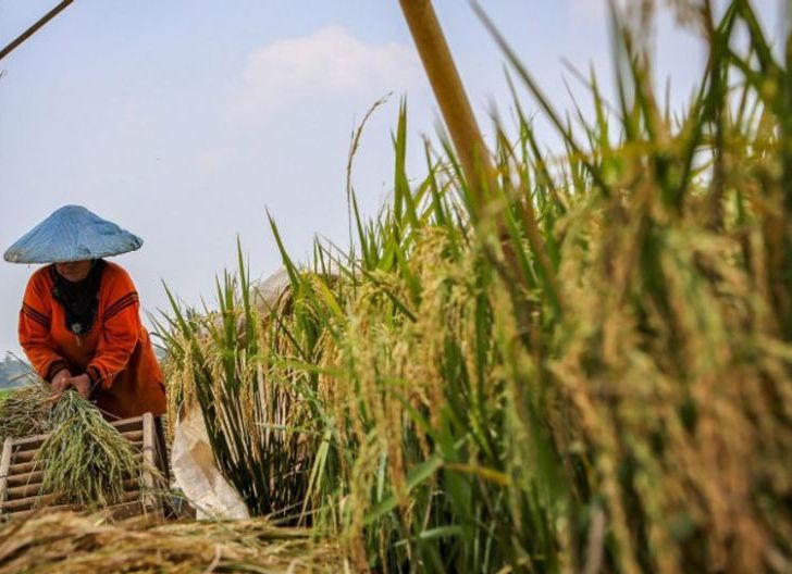 KUR Harus Menyentuh Petani Kecil, Badan Pangan Dunia Apresiasi Program ...