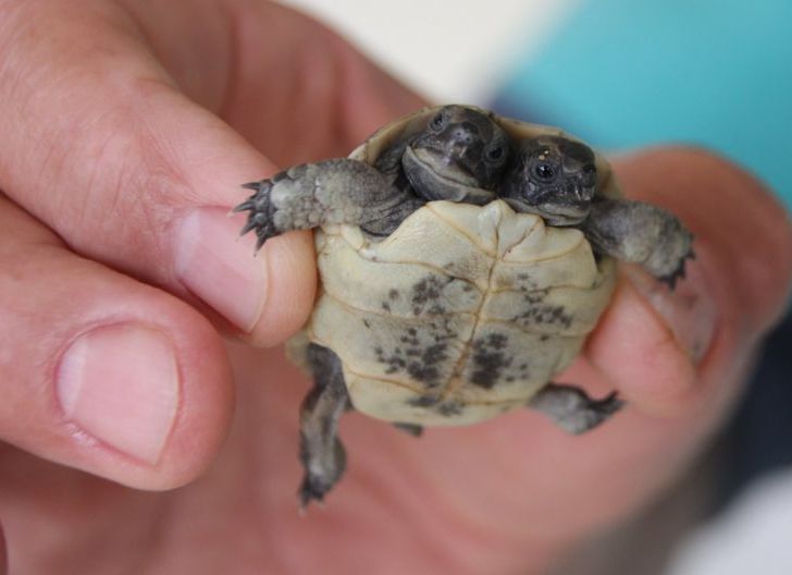 Bayi Penyu Berkepala Dua Hebohkan Turki — Suarapemredkalbar.com