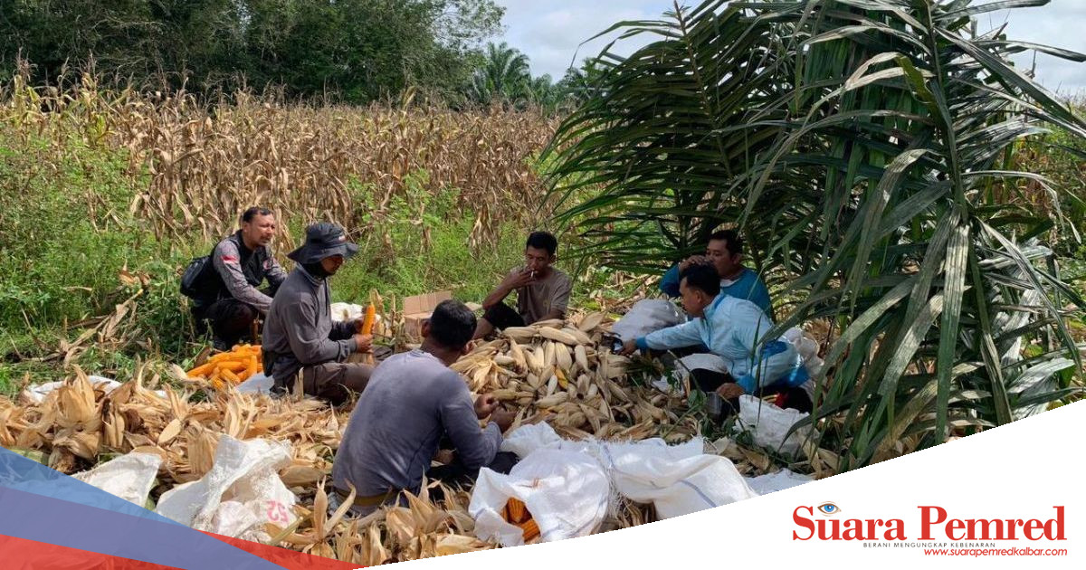 Dukung Swasembada Pangan, Polsek Mukok Panen Jagung Hibrida di Demplot ...